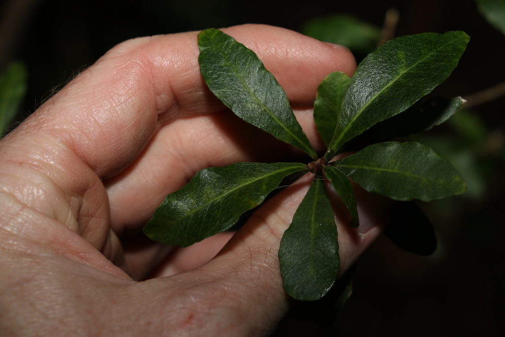 Fontainea venosa from Kingsholme QLD 4208, Australia on July 3, 2022 at ...
