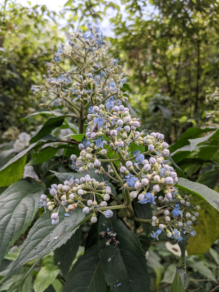 hydrangea family (Hydrangeaceae) - Botanical Realm