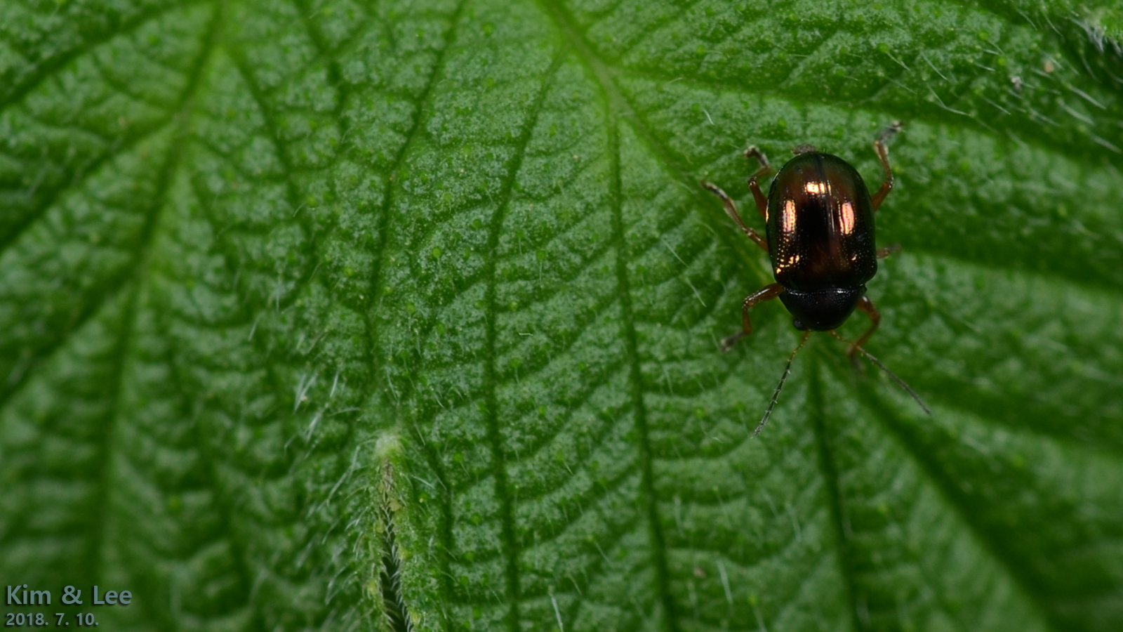 Dactylispa fulvipes (Motschulsky, 1861)