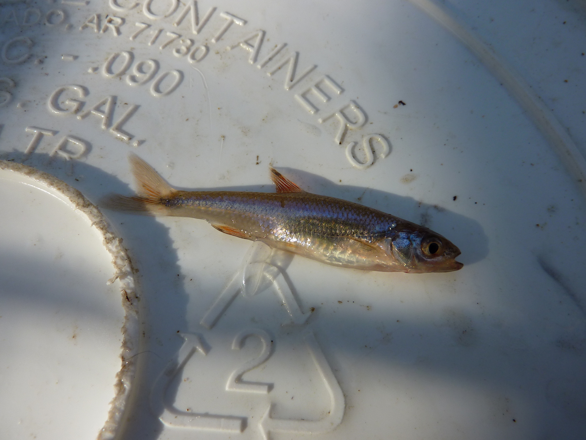 Lythrurus roseipinnis (Hay, 1885)