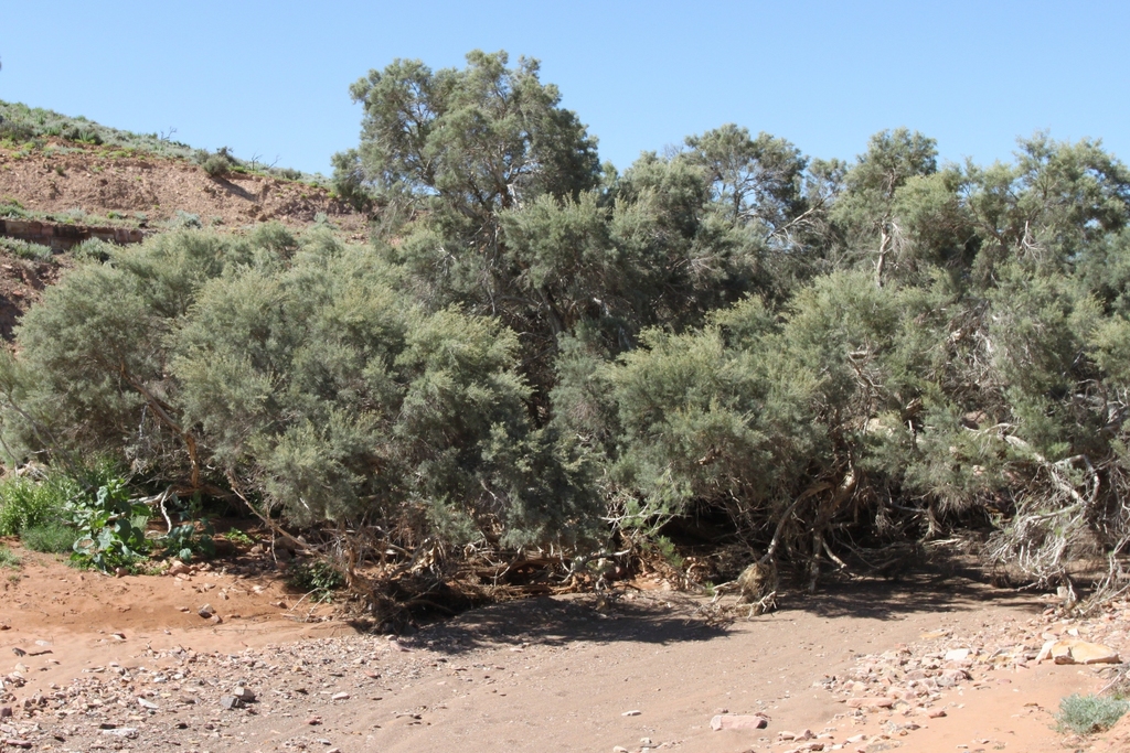 Melaleuca glomerata from Puttapa Gap, W side on November 1, 2010 at 02: ...