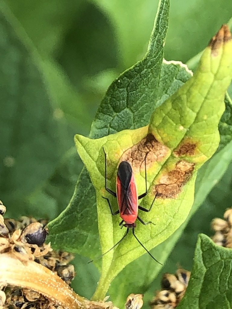 Scarlet Plant Bugs from Blackstrap Rd, Falmouth, ME, US on July 3, 2022 ...