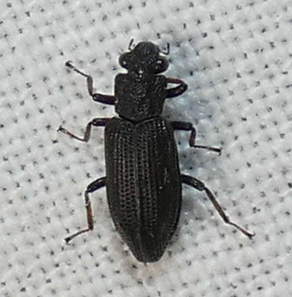 Hydrochus rugosus from LWP-O Screven County, GA, USA on July 2, 2022 at ...