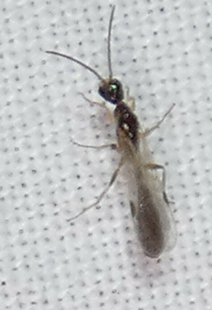 Shining Dark Twig Ant from LWP-O Screven County, GA, USA on July 3 ...