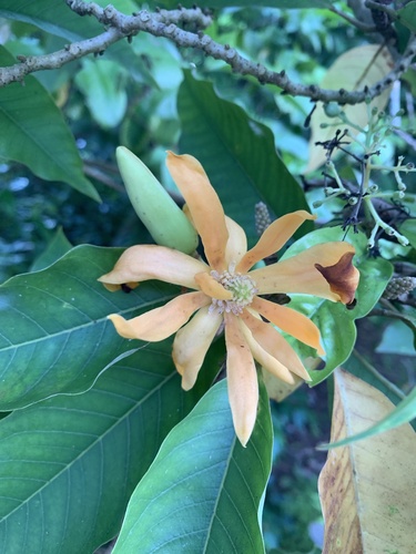 Variedad Magnolia champaca champaca · iNaturalist Mexico