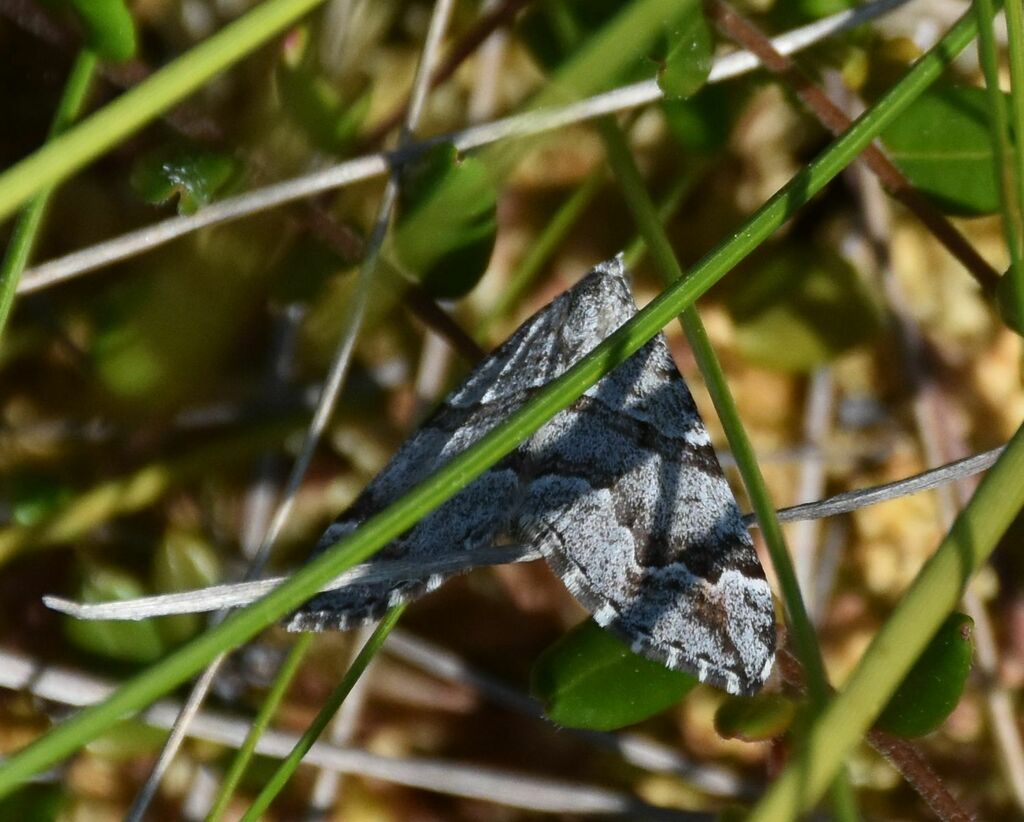 Manchester Treble-bar Moth from Шатурский р-н, Московская обл., Россия ...