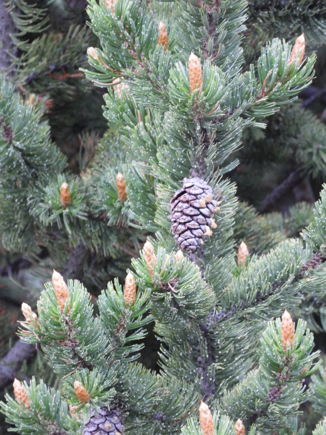 Pinus aristata Engelm.