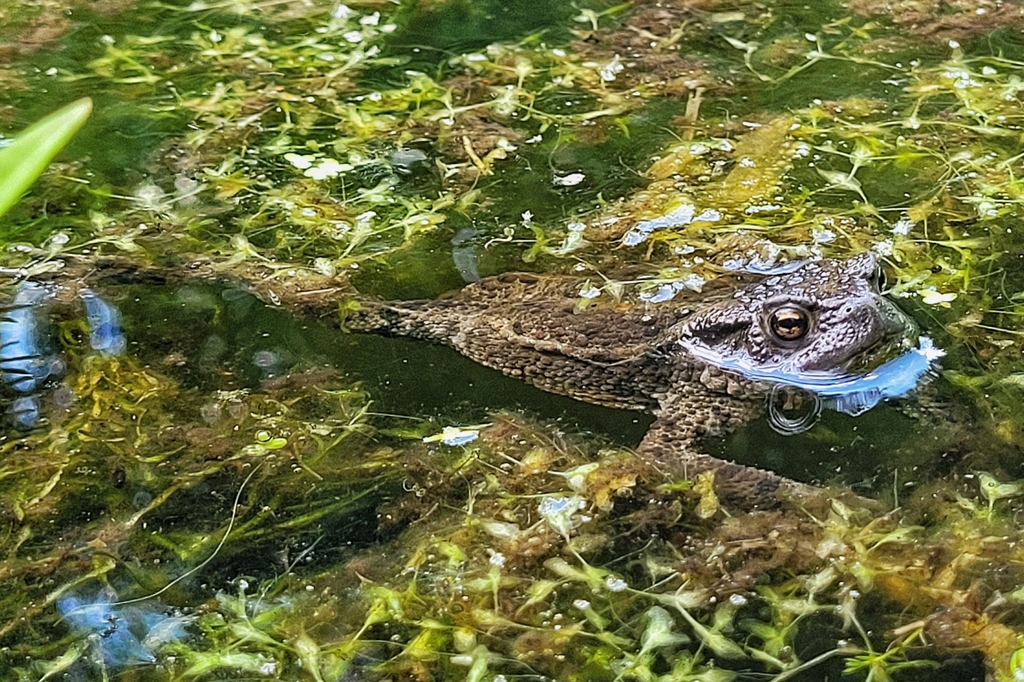 European Toad from Suchsdorf, Kiel, Deutschland on July 03, 2022 at 03: ...