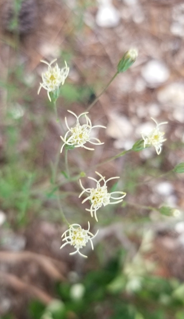 Florida brickell-bush from Larry and Penny Thompson Park on June 27 ...