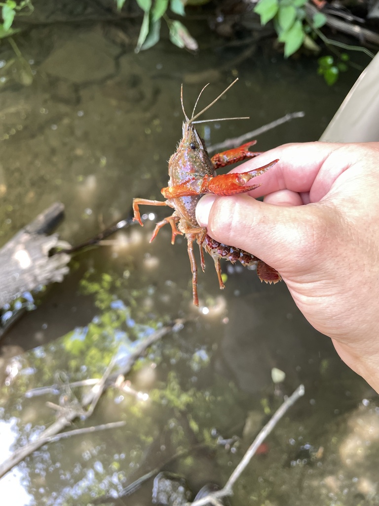 Red Swamp Crayfish from Krewstown, Philadelphia, PA, US on June 28 ...