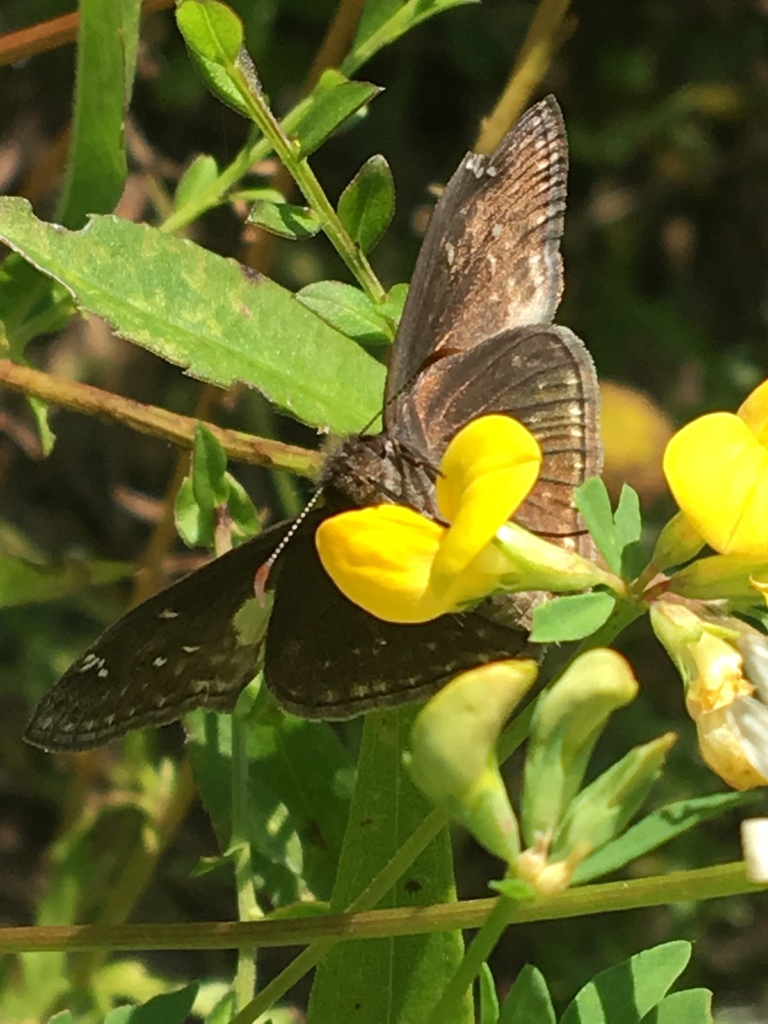 Wild Indigo Duskywing from 807 Camp Horne Rd, Pittsburgh, PA, US on ...