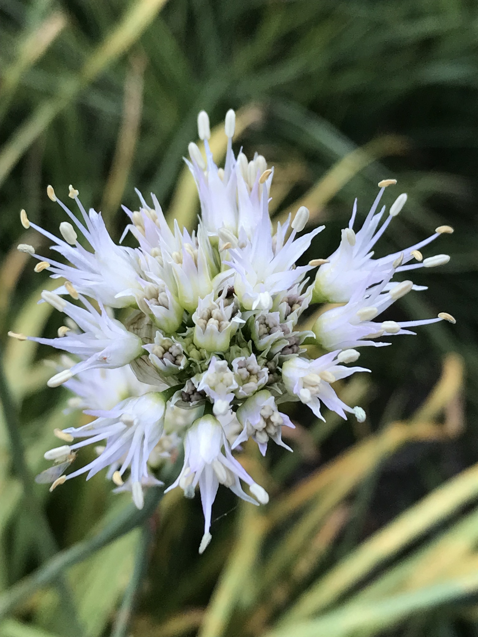 Allium validum S.Watson