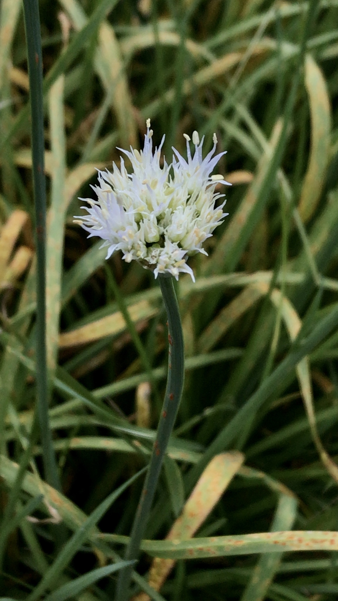Allium validum S.Watson