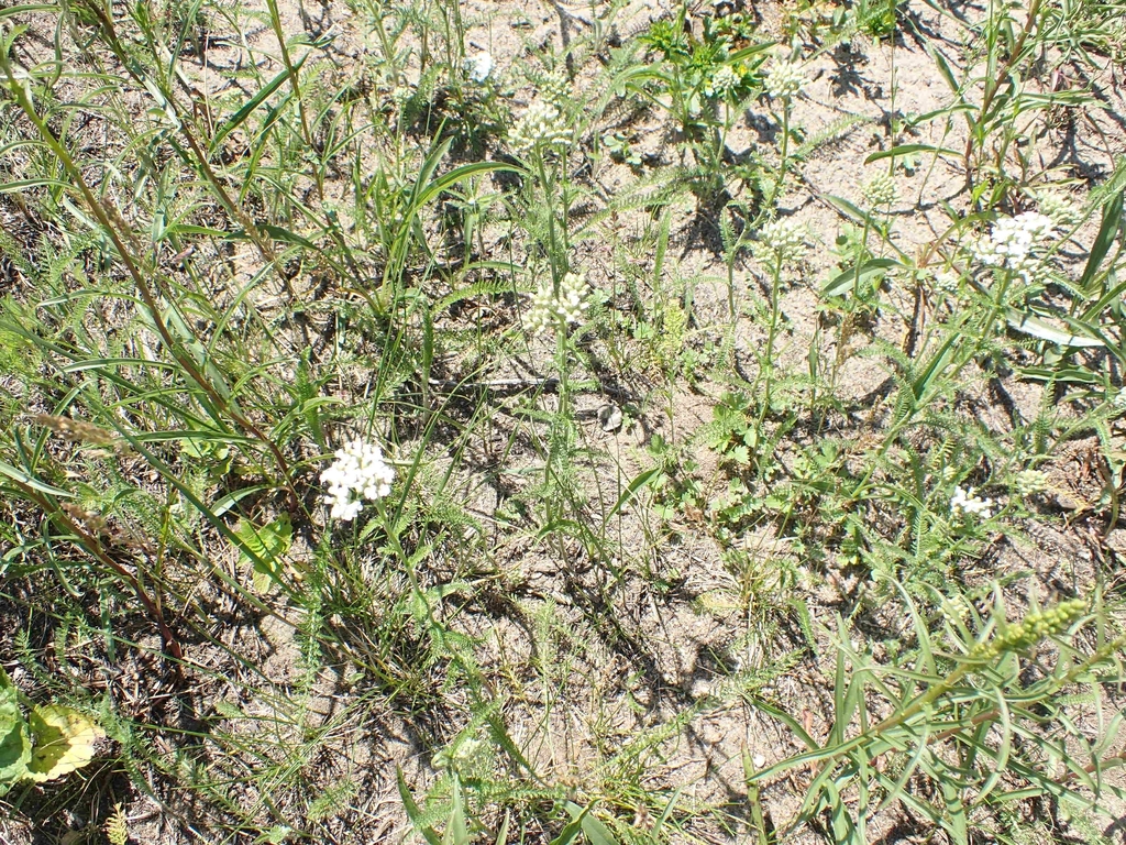 common yarrow from St. Clements, MB, Canada on July 01, 2022 at 02:35 ...