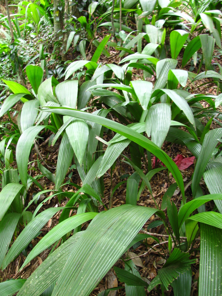 palm grass (Curculigo capitulata) - Botanical Realm