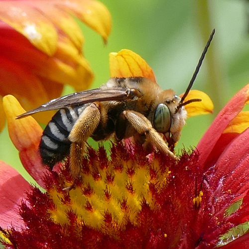 Longhorn Bees (Arthropods of Rosewood Nature Study Area) · iNaturalist