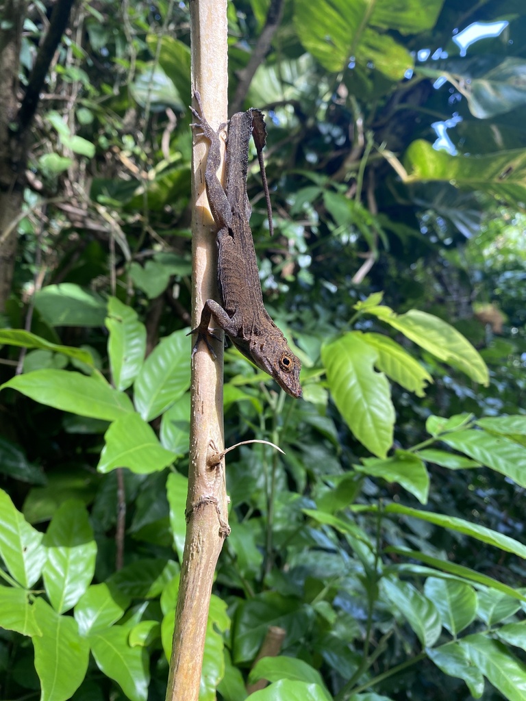 Crested Anole from Julio Enrique Monagas National Park, Bayamón, Puerto ...