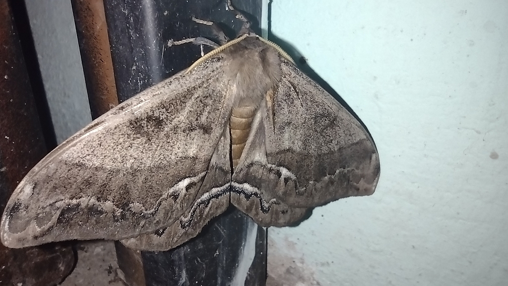 giant silk moth from Oaxaca, MX on July 2, 2022 at 11:27 PM by Diego ...