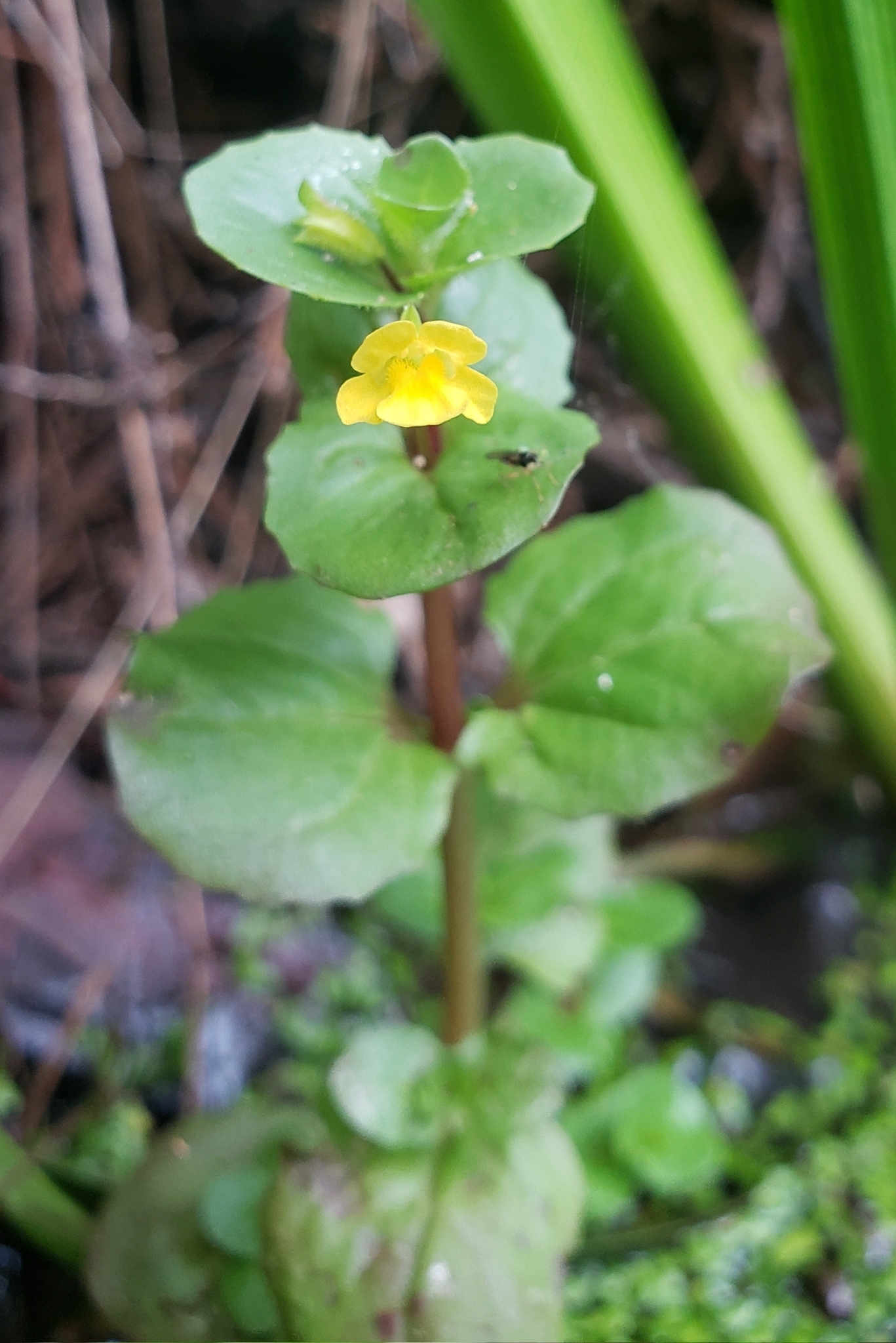Erythranthe geyeri (Torr.) G.L.Nesom