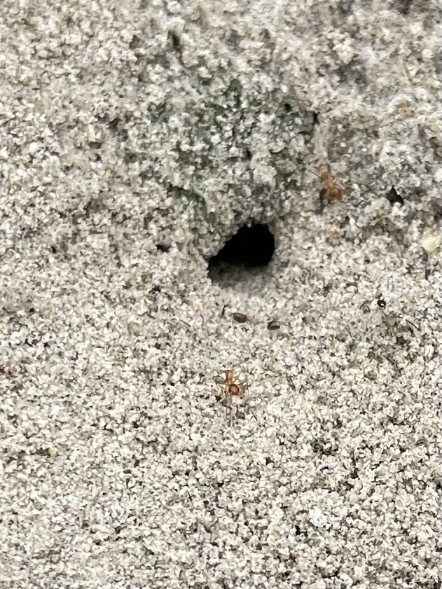 Buren's Pyramid Ant from Shell Pile, Cape May, NJ, US on July 3, 2022 ...