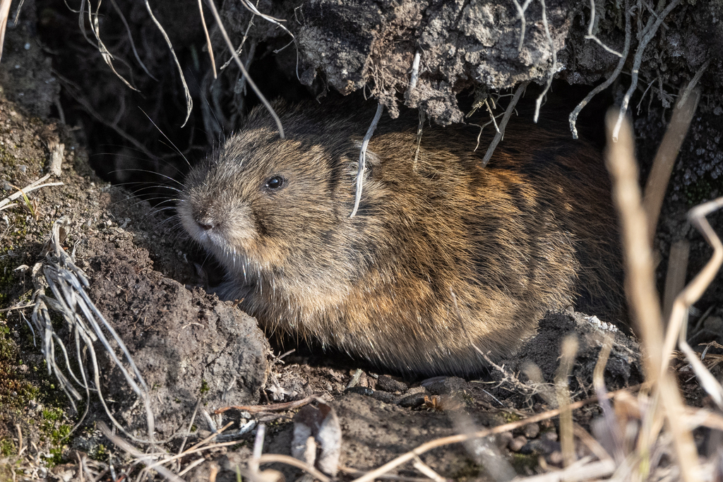 Brown Lemming from North Slope, Alaska, United States on June 18, 2022 ...