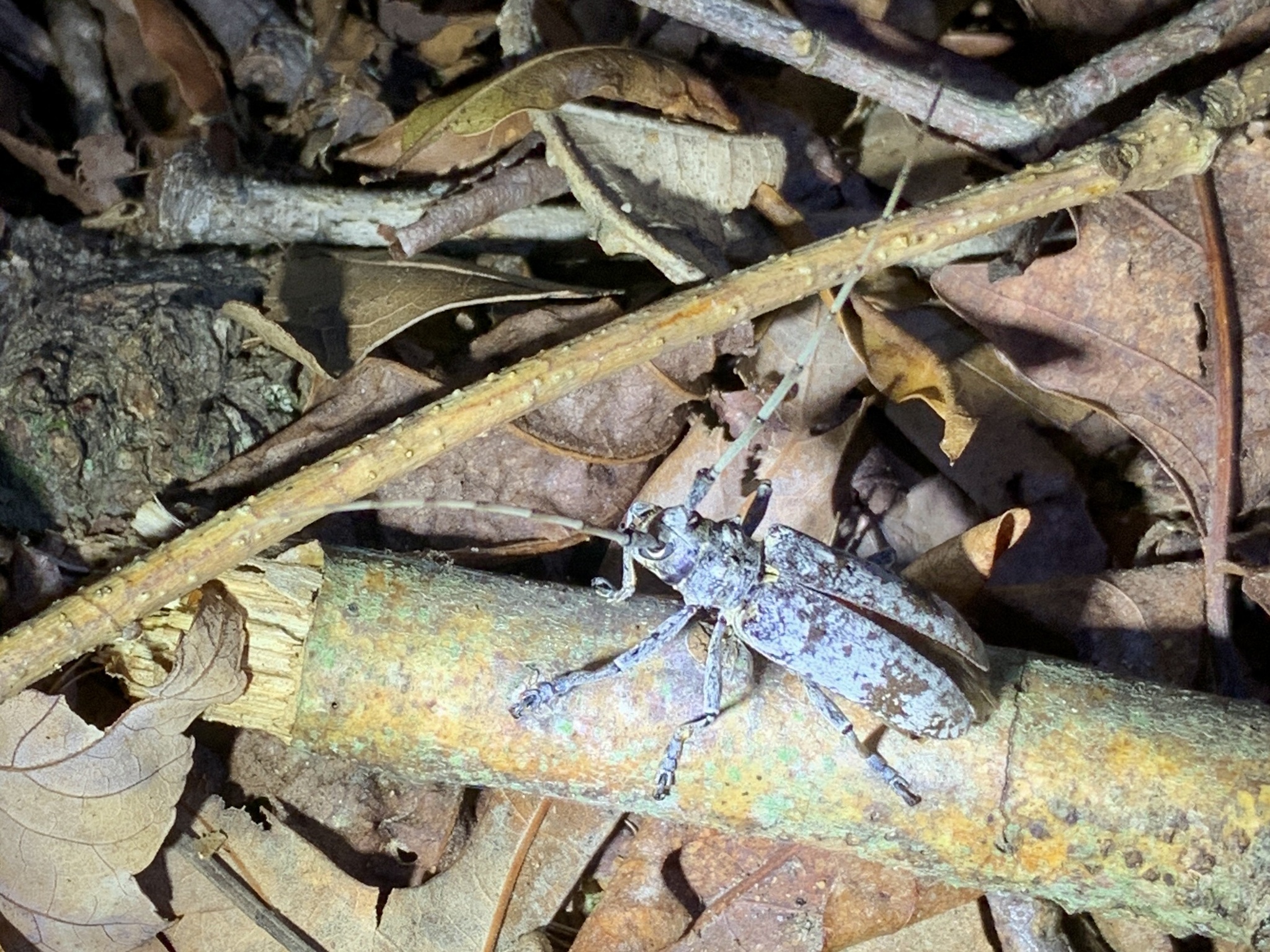 Goes tigrinus (Degeer, 1775)