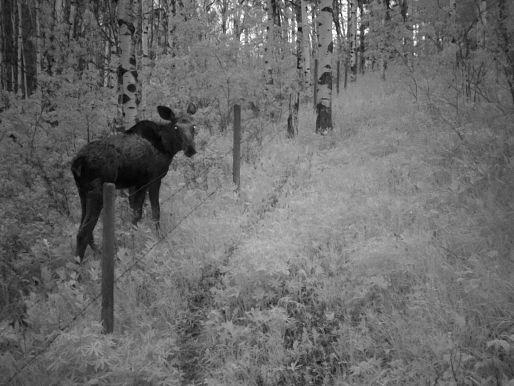 Moose in June 2022 by Ann Simpson. Trailcam photo · iNaturalist