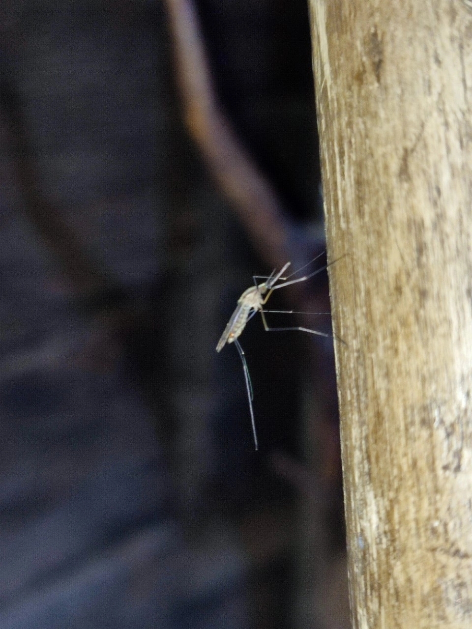 Culex pipiens Linnaeus, 1758