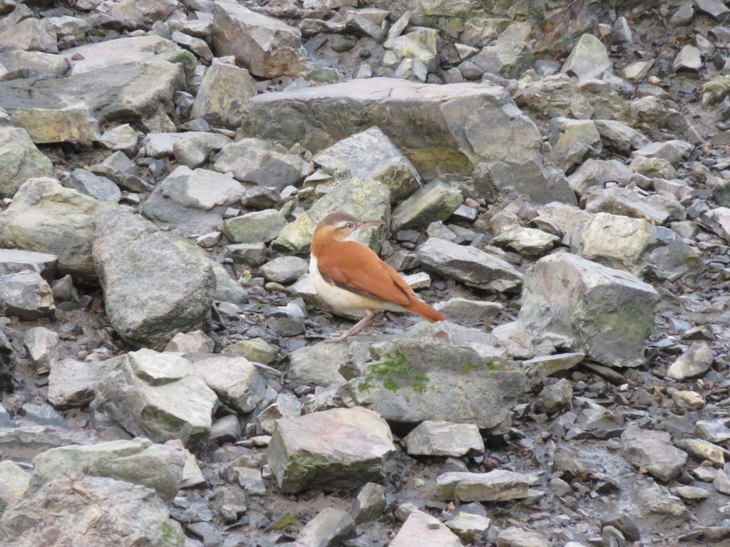 Pacific Hornero from Guayaquil, Ecuador on July 17, 2017 at 12:05 AM by ...