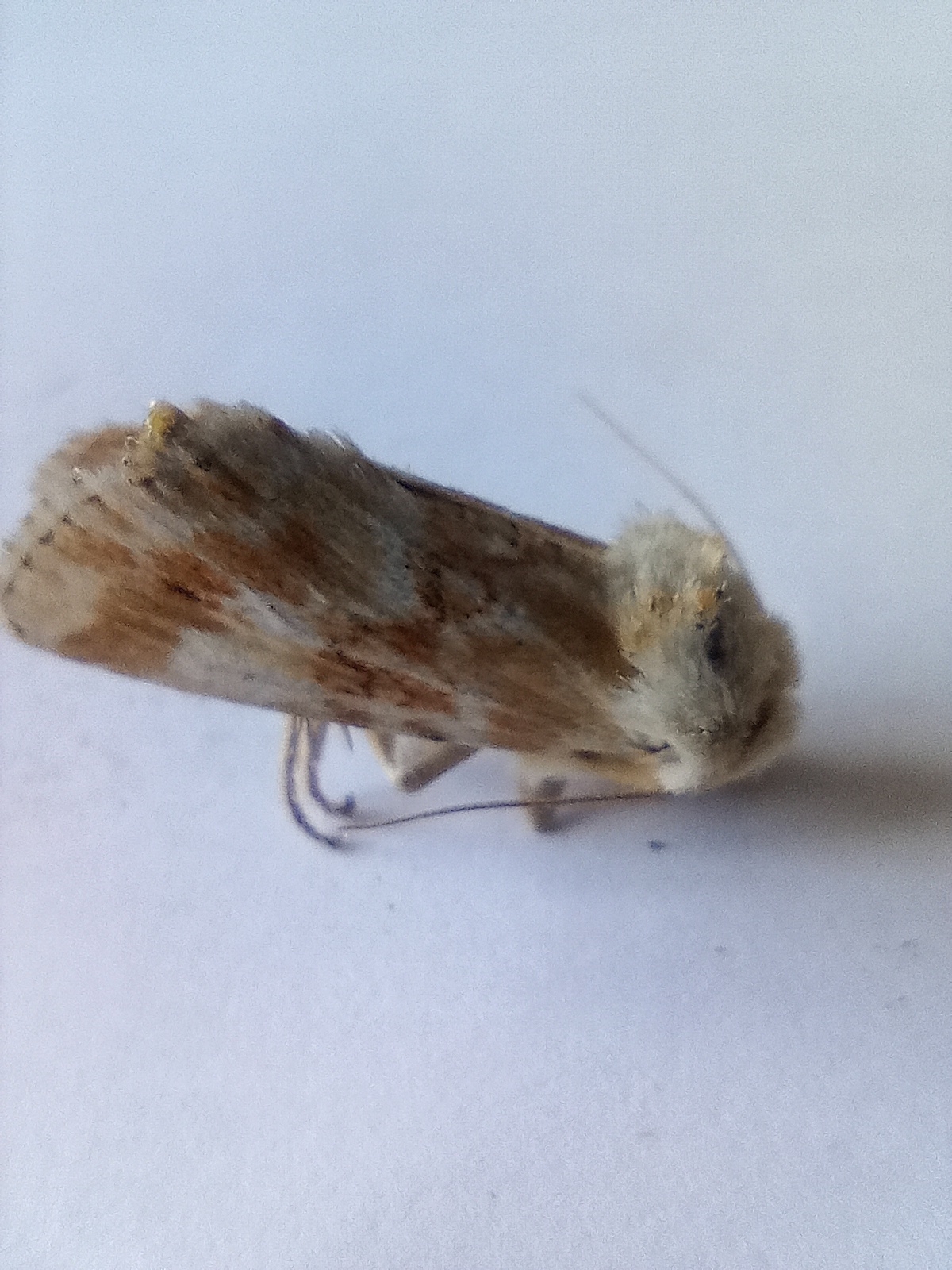 Eremobia ochroleuca (Denis & Schiffermüller), 1775