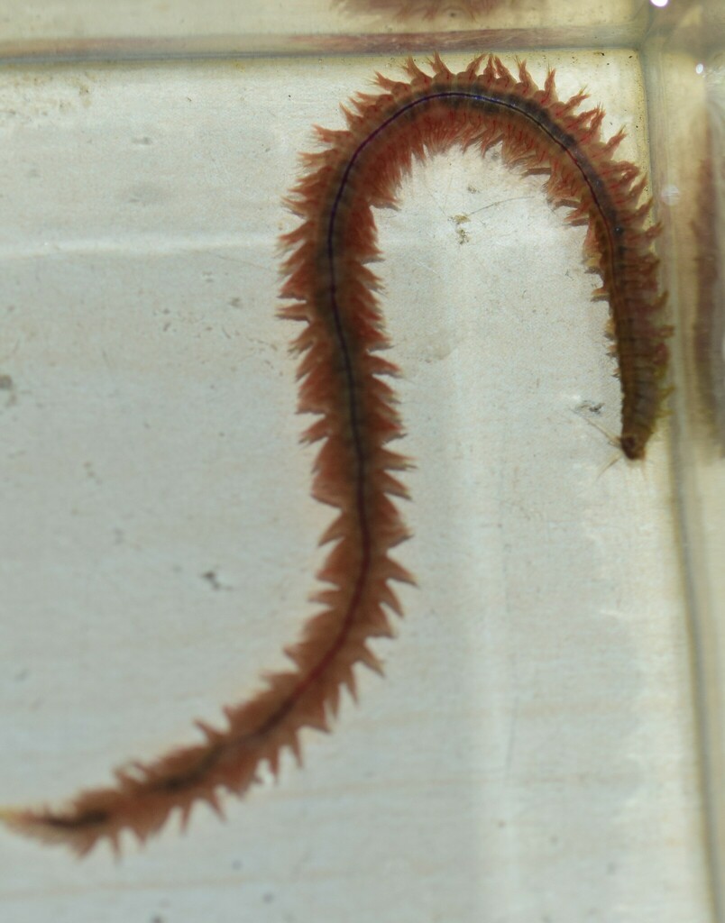 Ragworms and Allies from Central Macedonia, Macedonia and Thrace, GR on ...