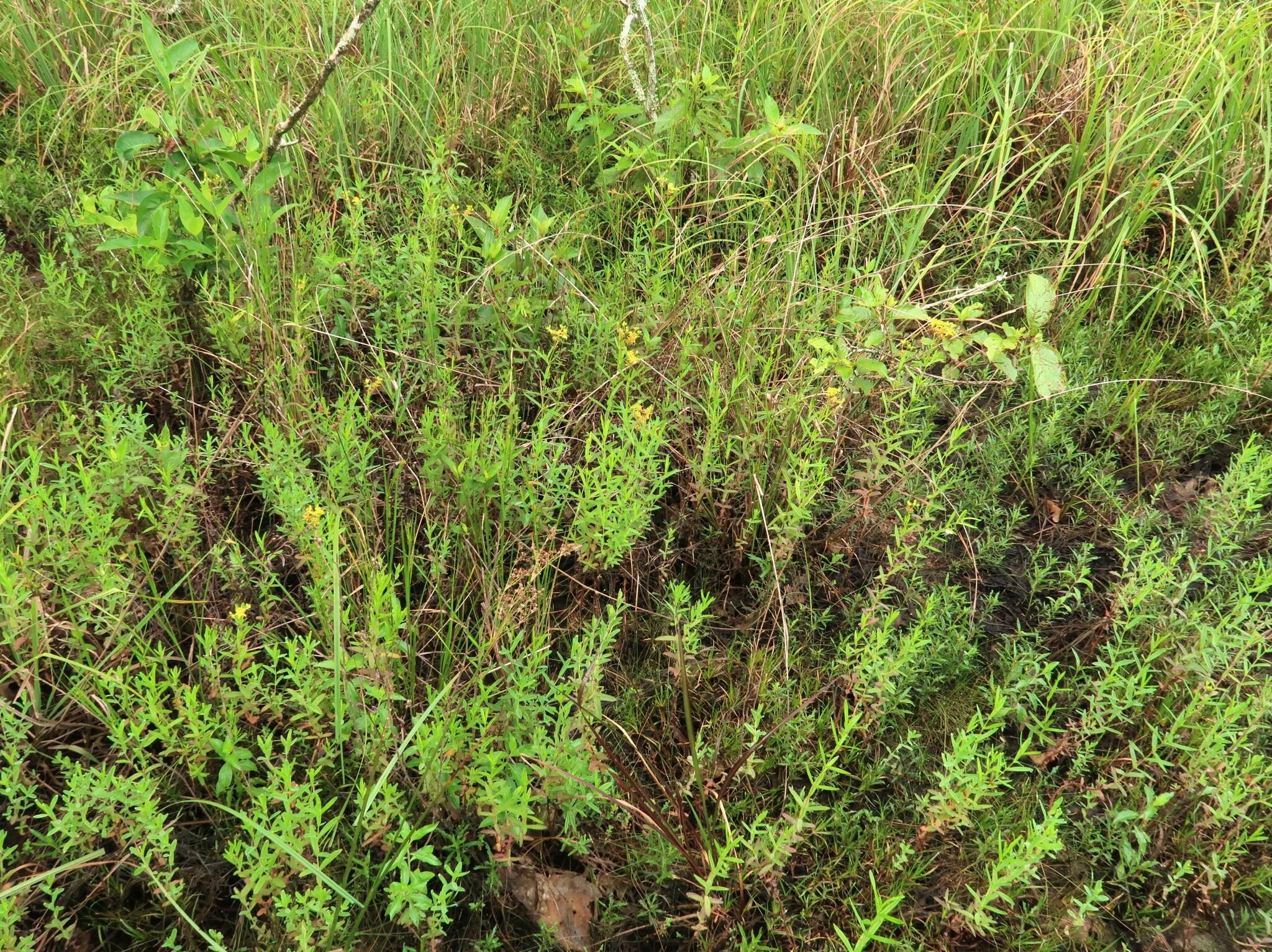 Hypericum adpressum W.P.C.Barton