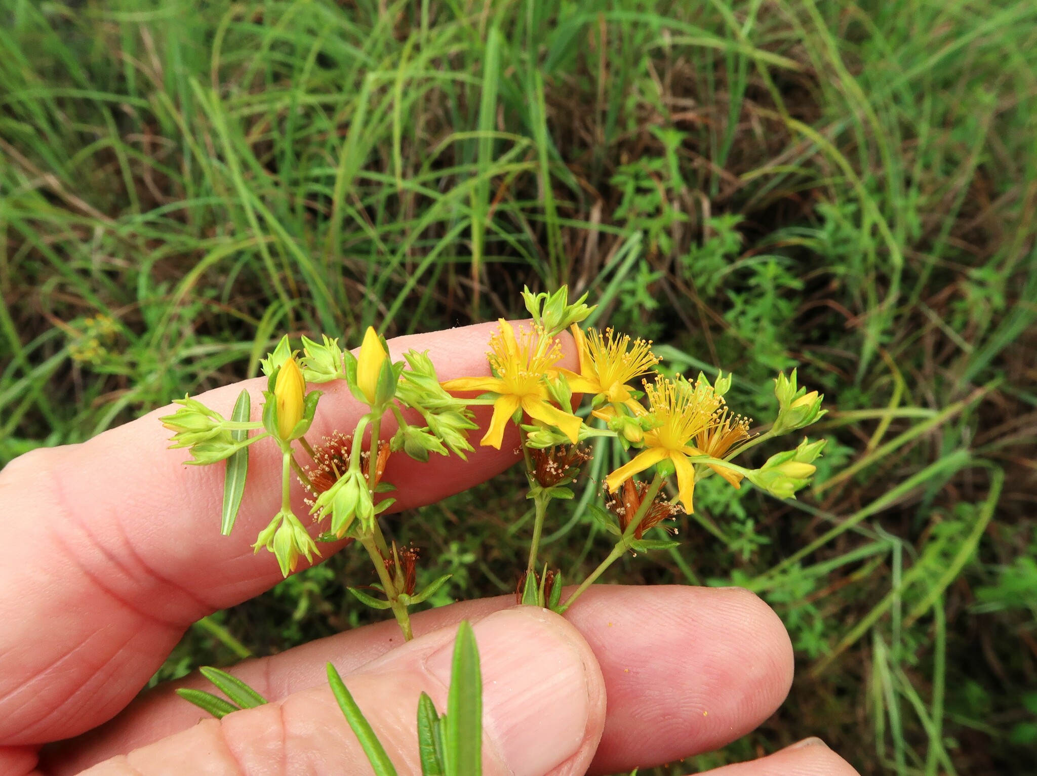 Hypericum adpressum W.P.C.Barton