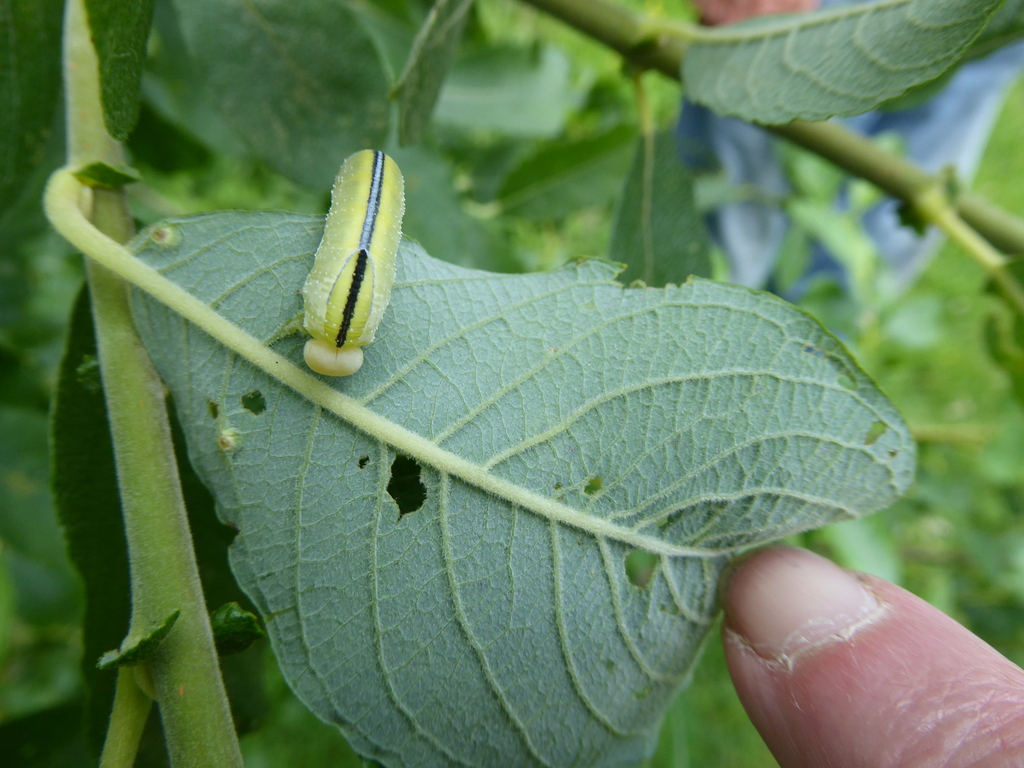 Willow Sawfly from Norfolk, UK on July 03, 2022 at 02:42 PM by annie ...