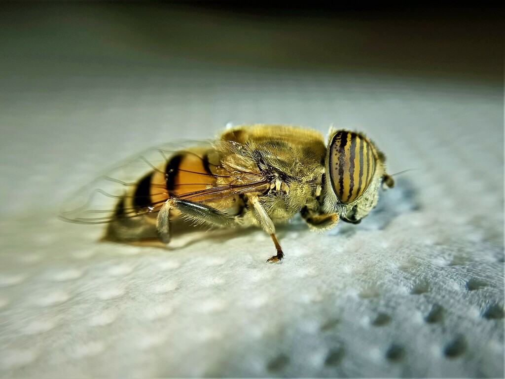 Stripe-eyed Lagoon Fly from Lechaio 200 11, Greece on July 03, 2022 at ...