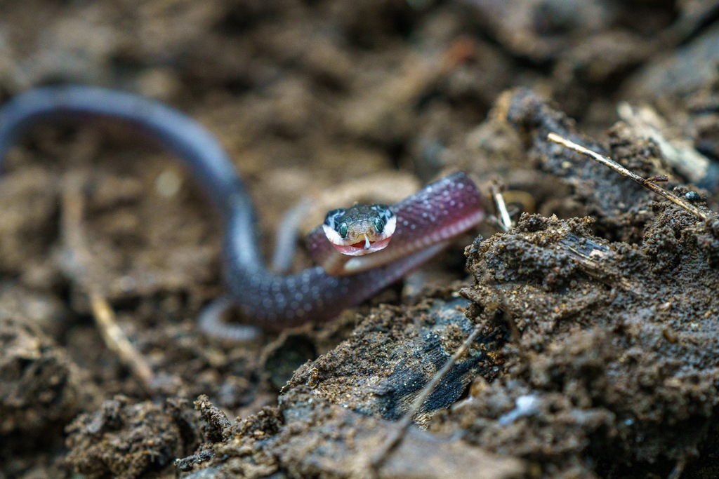Red-lipped Snake from Chikwawa, Malawi on July 3, 2022 at 08:01 AM by ...