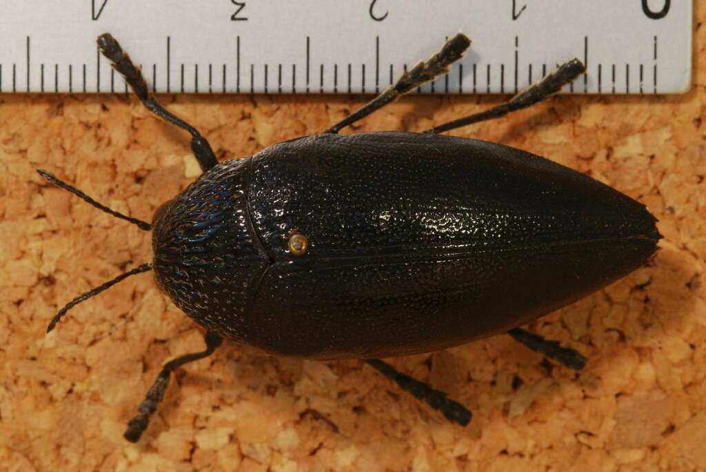 Sternocera orissa luctifera (Buprestidae (Jewel Beetles) of Southern ...
