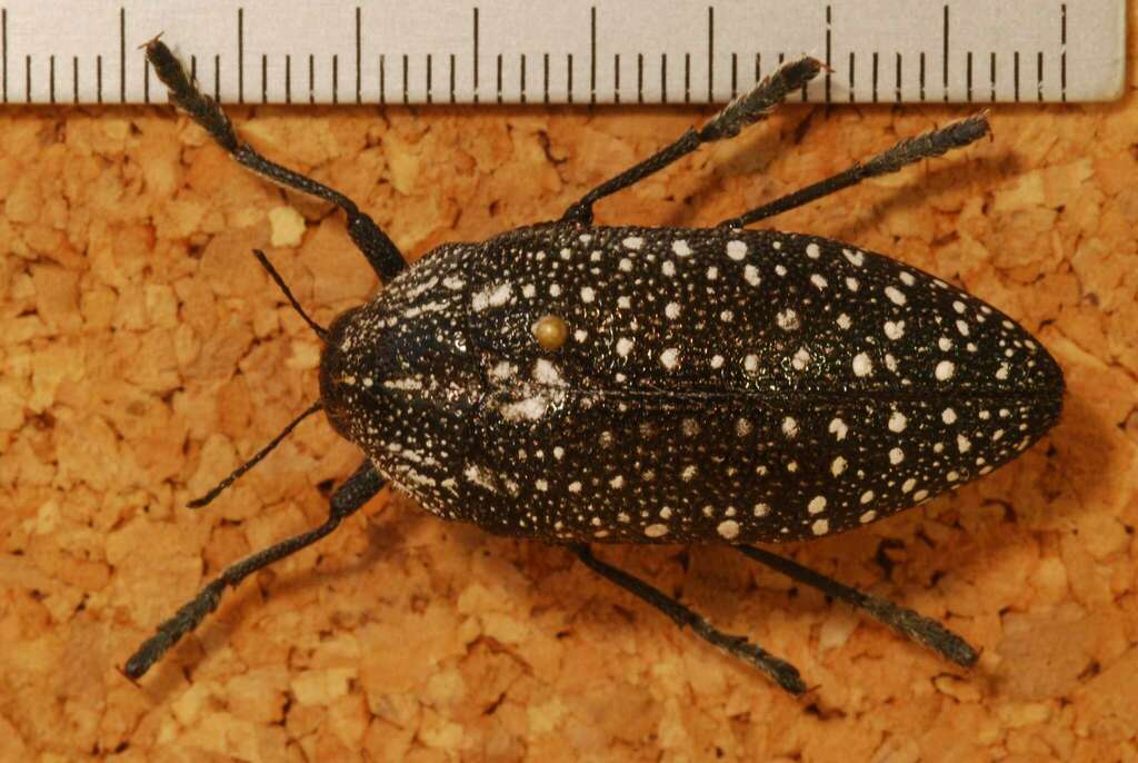 Julodis humeralis (Buprestidae (Jewel Beetles) of Southern Africa ...