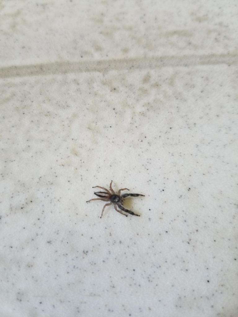 Short-bellied Slender Jumping Spider from Toddville on June 16, 2022 at ...