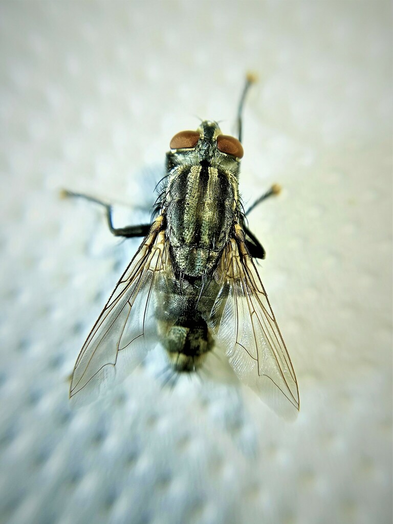 Common Flesh Flies from Lechaio 200 11, Greece on July 03, 2022 at 01: ...