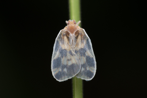 Borysthenes emarginatus · iNaturalist