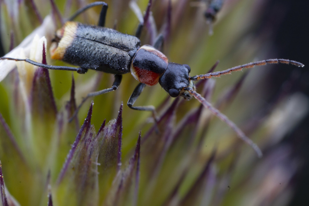 Axinotarsus pulicarius from Capital, BC, Canada on July 5, 2018 at 05: ...