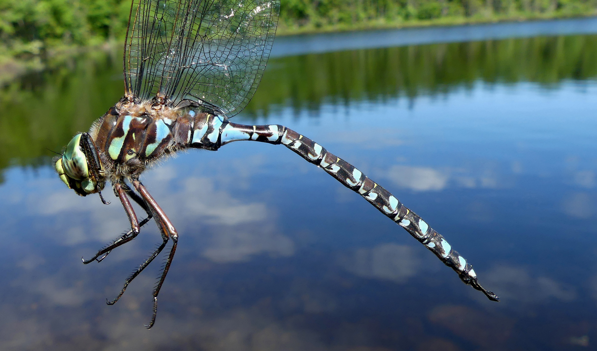 Aeshna eremita Scudder, 1866