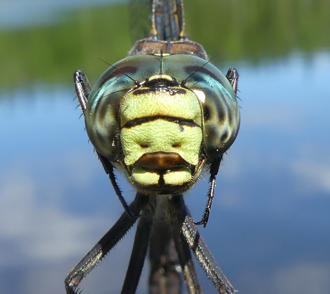 Aeshna eremita Scudder, 1866