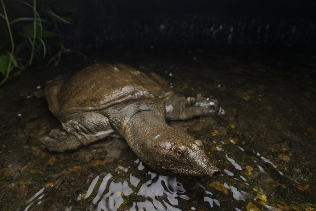 中華鱉 (水魚) (深溝水生生物口袋圖鑑) · iNaturalist