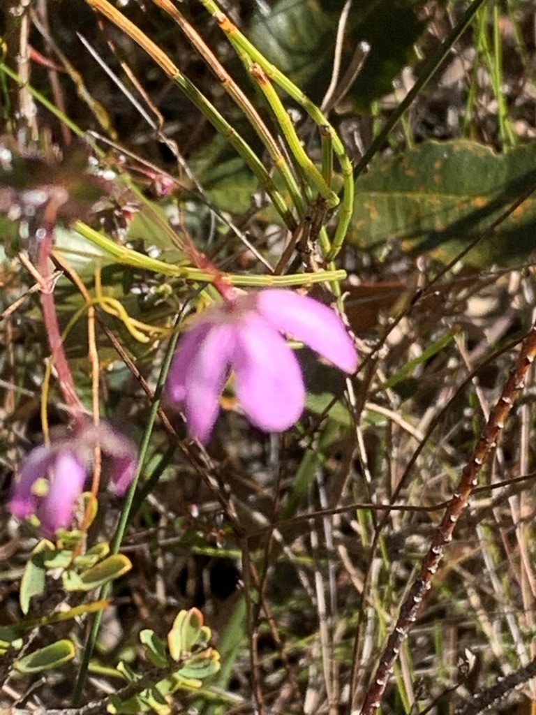 Bauera microphylla from Ku-Ring-Gai Chase National Park, Ku-Ring-Gai ...