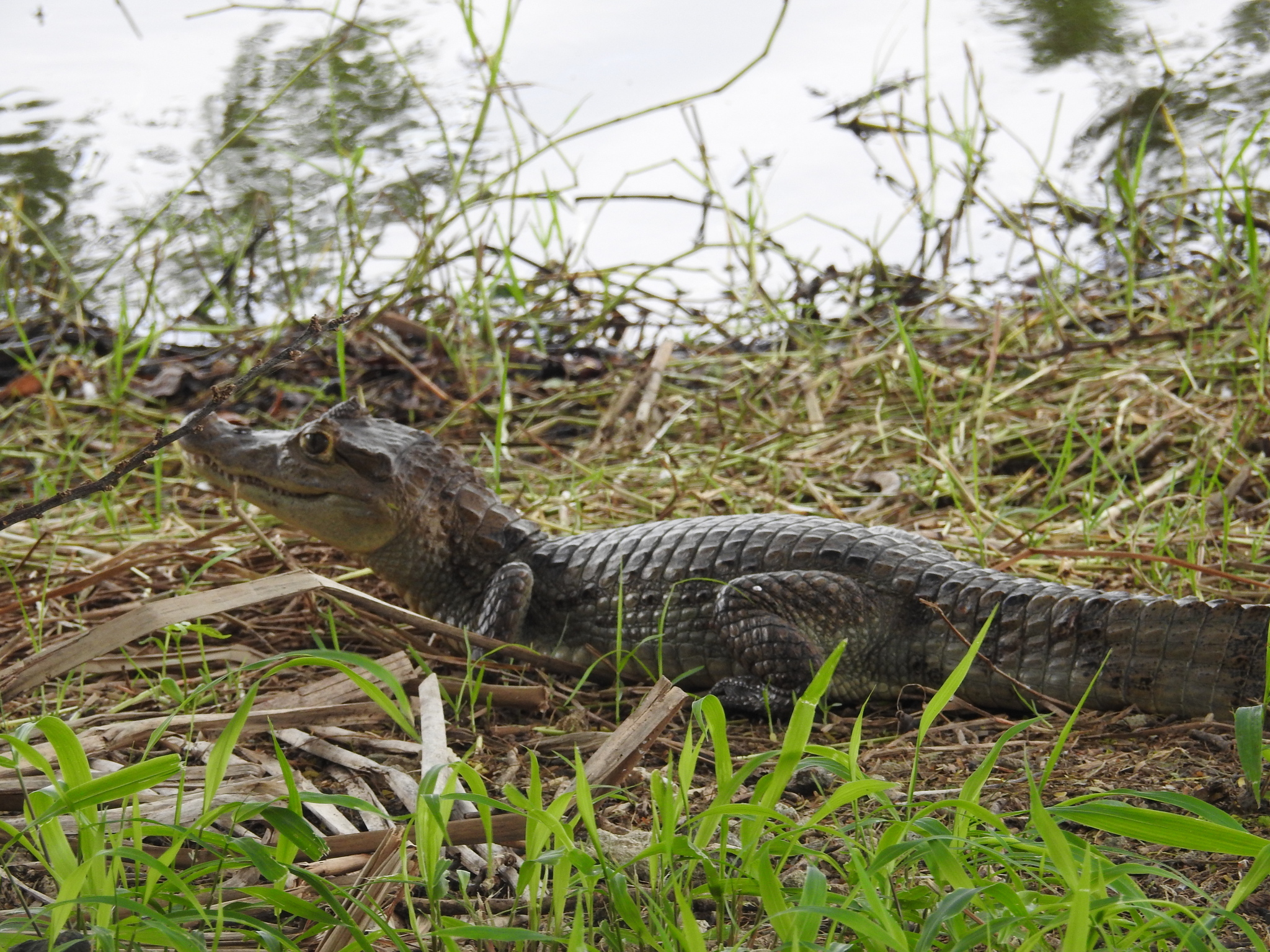 Caiman crocodilus fuscus (Cope, 1868)