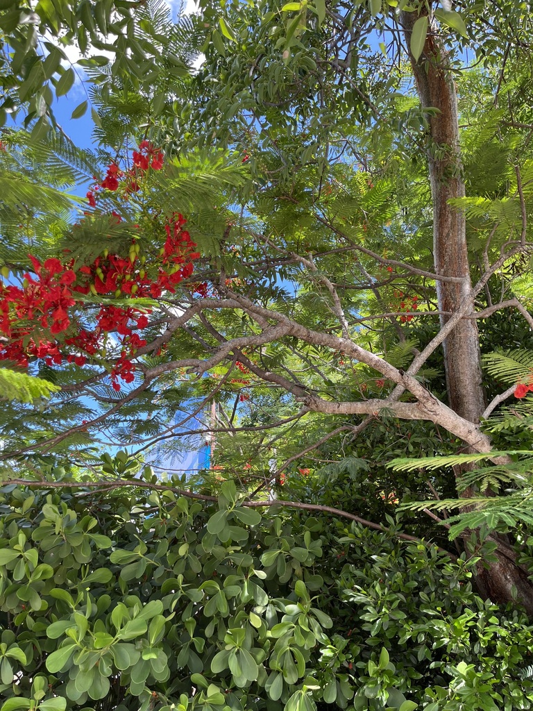 Flamboyant from Key Largo, FL 33037, USA on July 03, 2022 at 03:25 PM ...