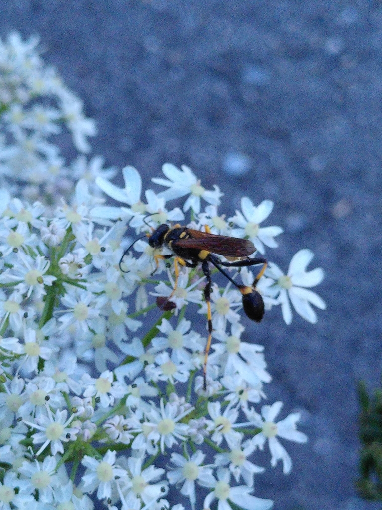 Yellow-legged Mud-dauber Wasp from Moutier, CH-BE, CH on July 01, 2022 ...