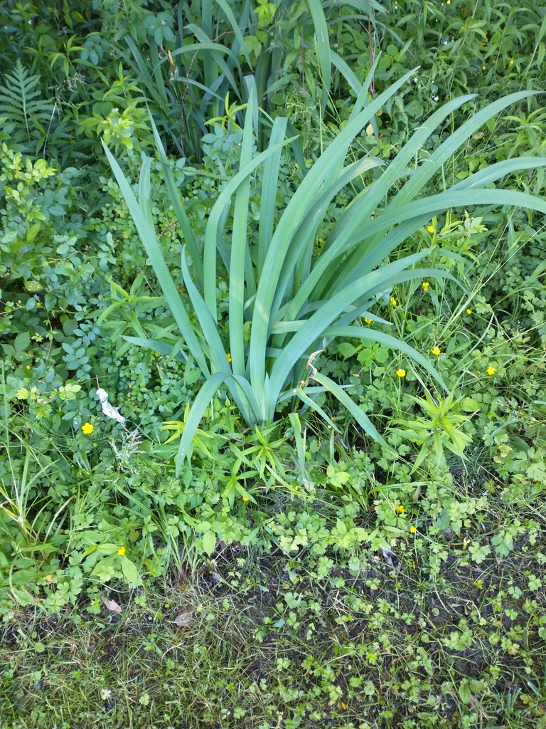Common Onion in July 2022 by Ethan O · iNaturalist